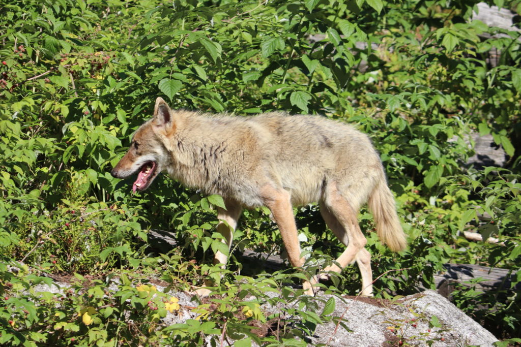 Po rysovi se v Brdech objevil i vlk